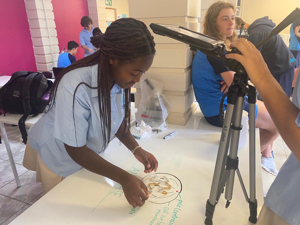 Mitotic Cell Cycle Animation – Phocus3