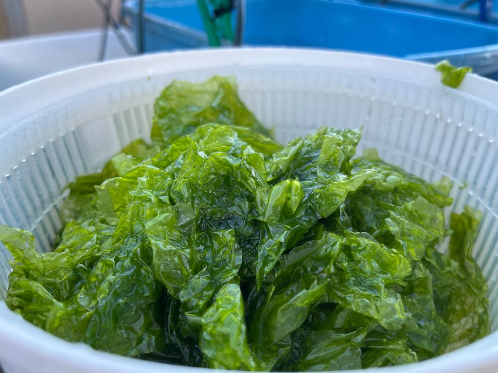 Cambridge Science Competition – Phocus3