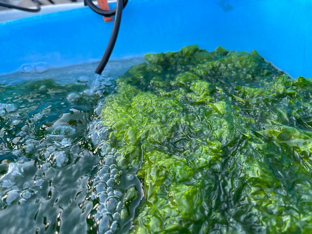 Cambridge Science Competition – Phocus3